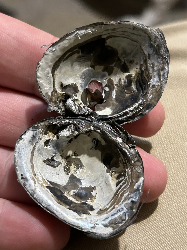 Purple Pigtoe from Conecuh National Forest, Andalusia, AL, US on ...