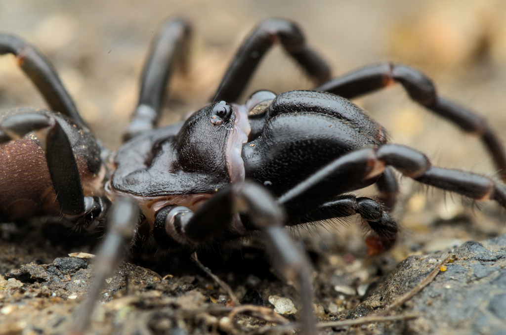 Purse-web Spider from Limoges, France on September 18, 2023 at 12:39 AM ...