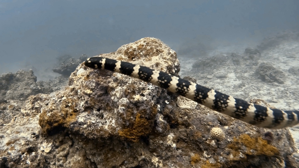 Ijima's Sea Snake from Okinawa, JP on September 8, 2023 at 11:32 AM by ...