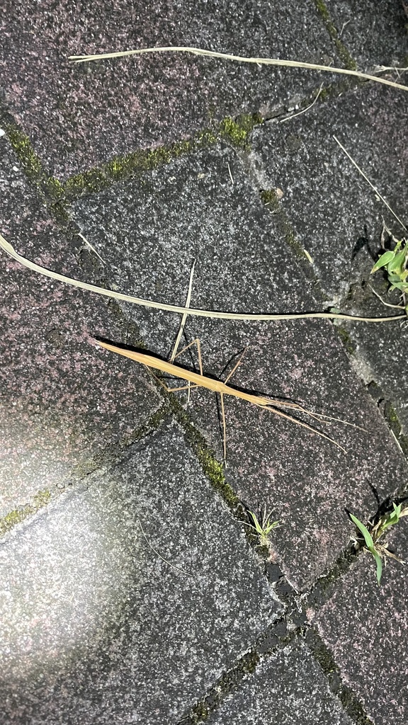 Pink-winged Stick Insect in September 2023 by eggseries · iNaturalist