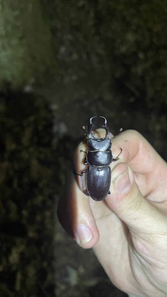 Dorcus rectus rectus from 茶屋ケ坂公園, 名古屋市千種区, 愛知県, JP on September 16 ...