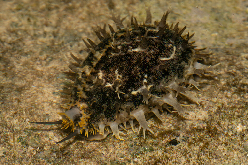 Gold Ring Cowry from Pebane, MZ-ZA, MZ on September 1, 2023 at 12:35 AM ...