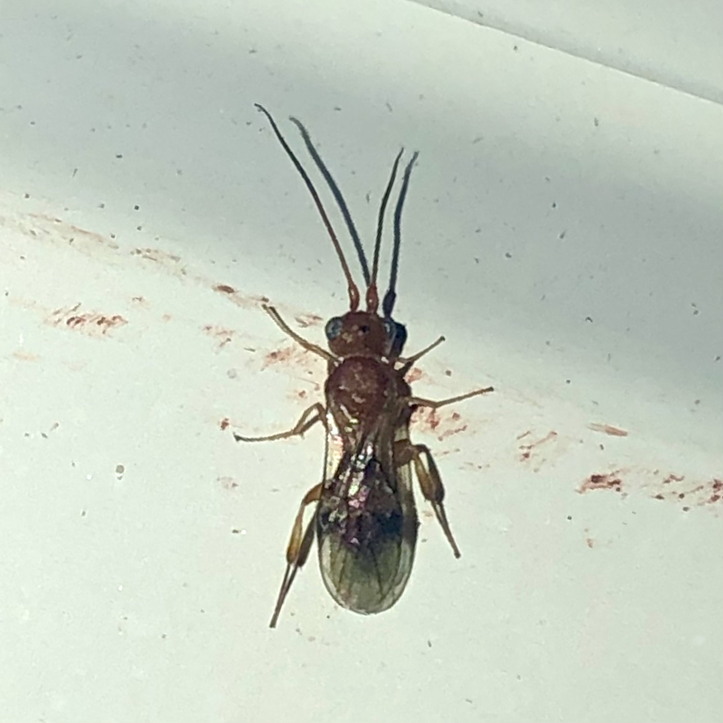 Ichneumonid and Braconid Wasps from Sydney NSW, Australia on September ...