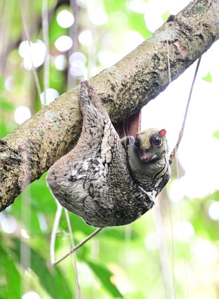 Sunda Colugo from Bukit Panjang, Singapore on September 17, 2023 by ...