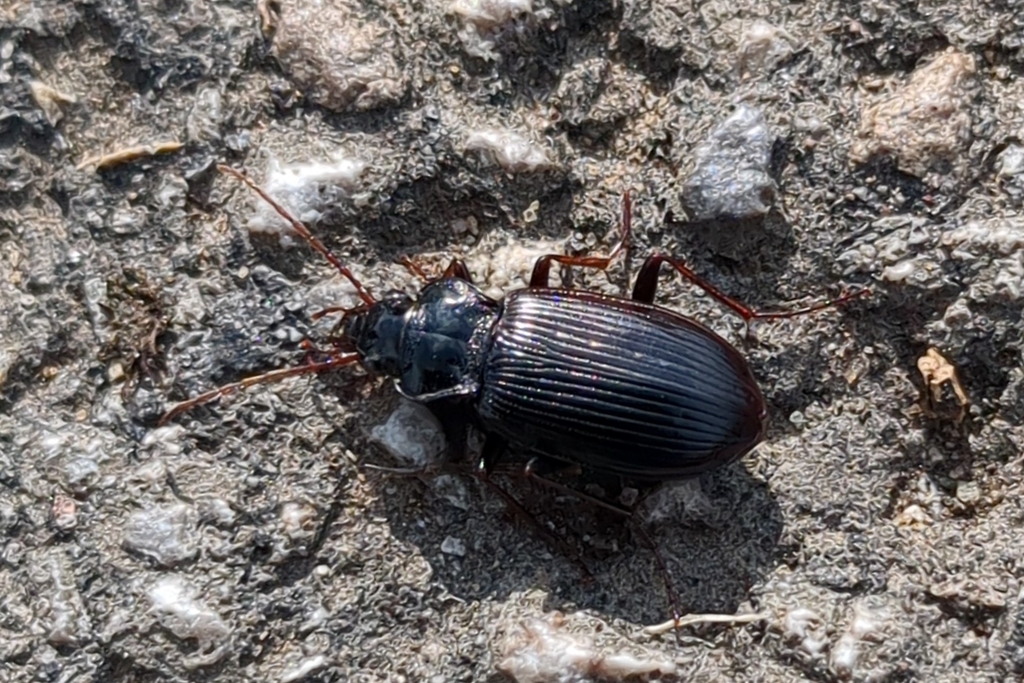 European Gazelle Beetle from St Abbs Close, Hull HU9 1TL, UK on ...