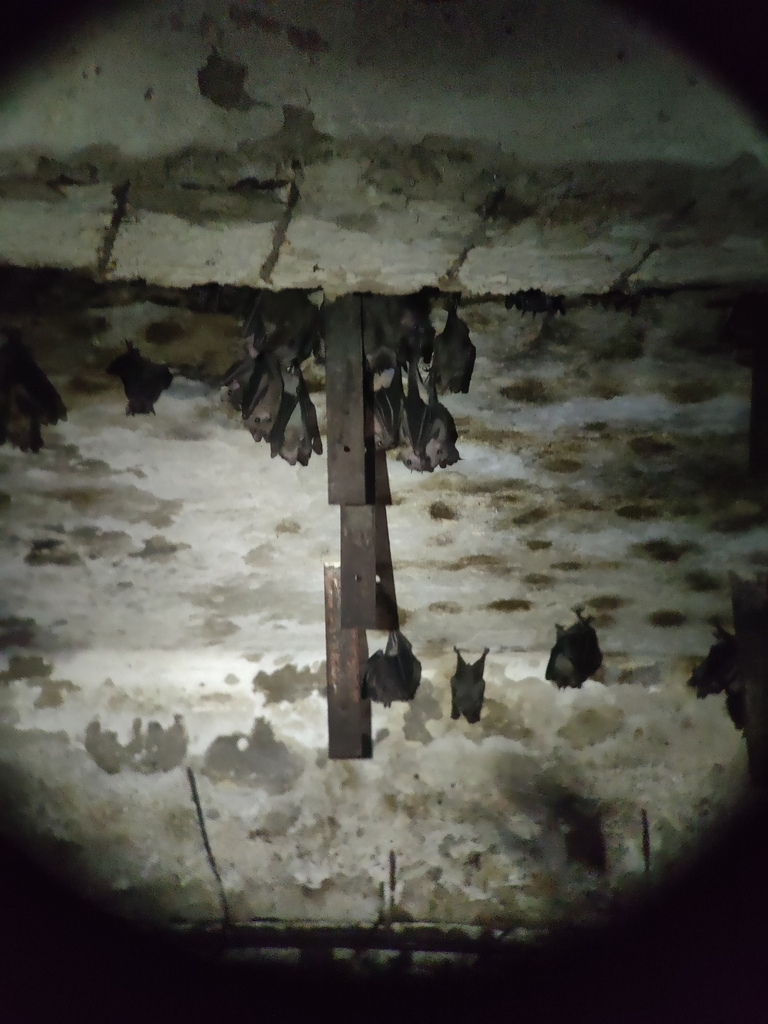 Leschenault’s Rousette from FR42+W8Q, Canton, Dhoomanganj, Prayagraj ...