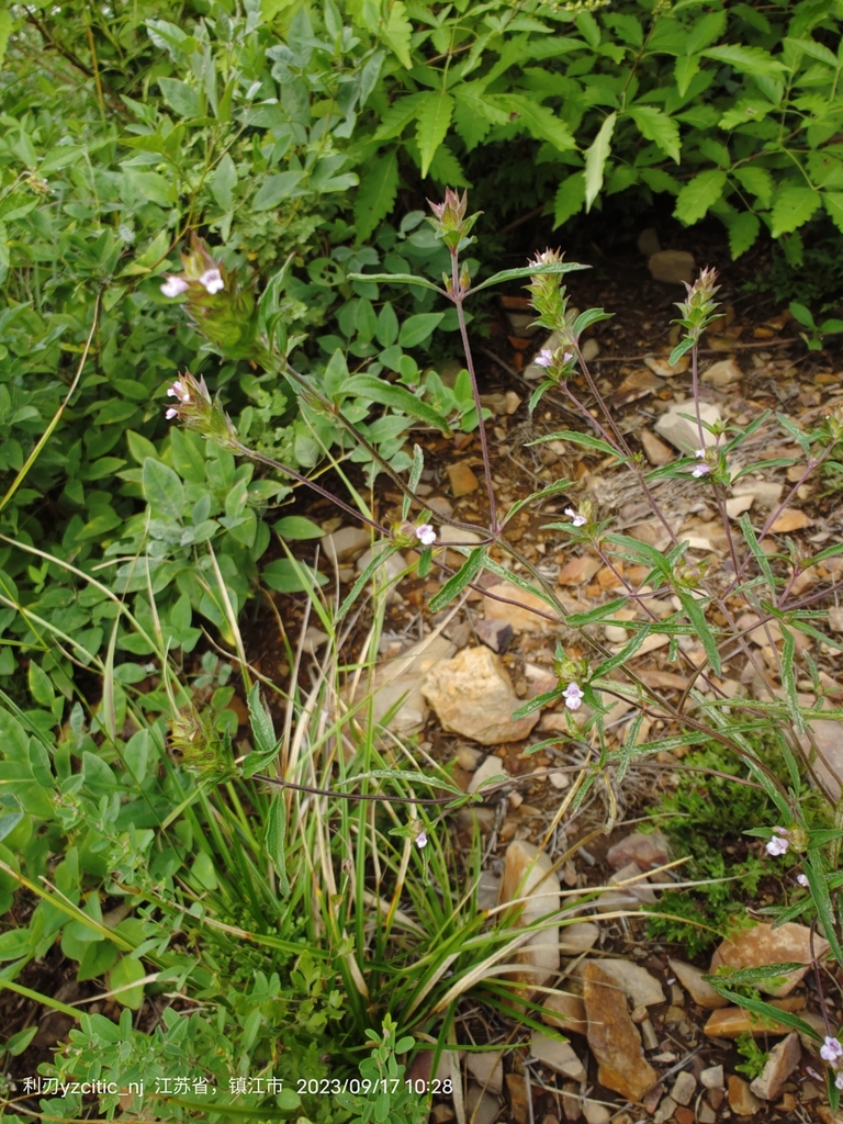 Mosla chinensis from Zhenjiang, CN-JS, CN on September 17, 2023 at 10: ...