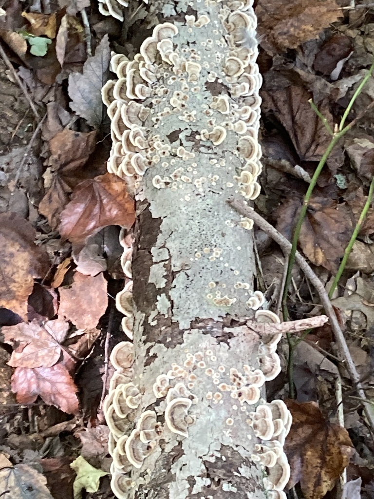 turkey-tail from Covert Ln, Middleburg, VA, US on September 16, 2023 at ...