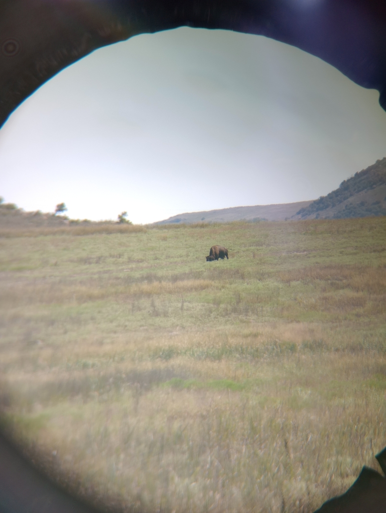 American Bison from Lawton, OK 73507, USA on September 17, 2023 at 02: ...