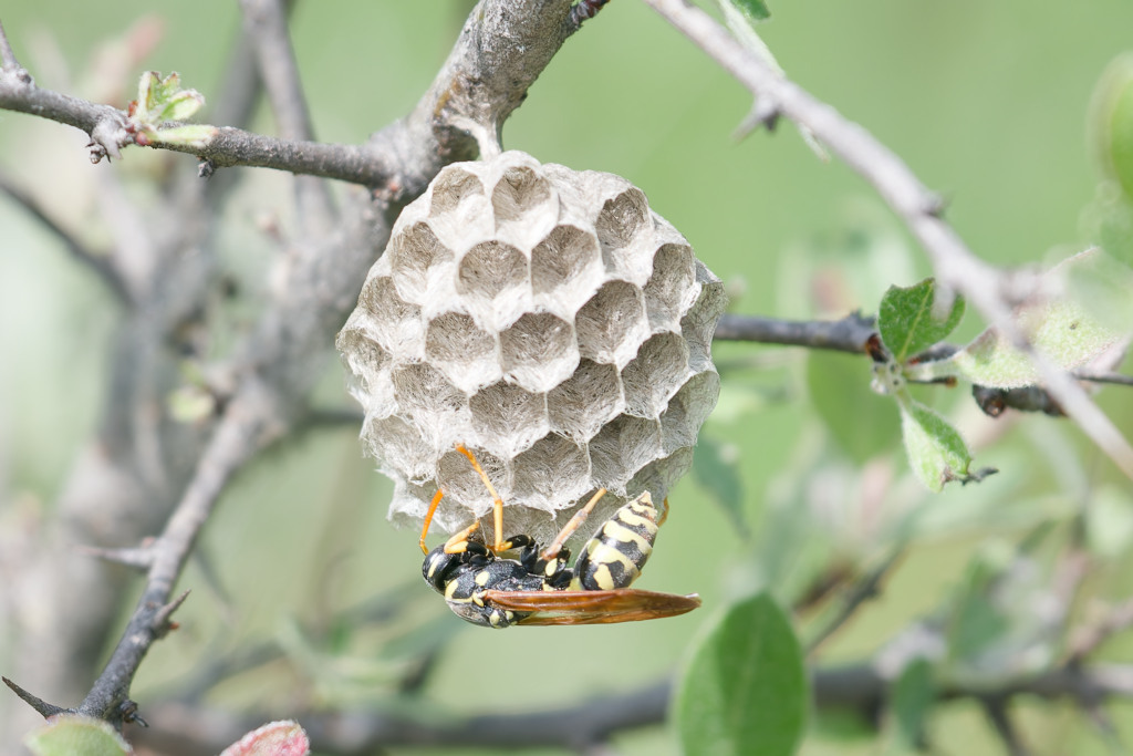 Typical Paper Wasps in April 2018 by harryclarke. Queen paper wasp ...