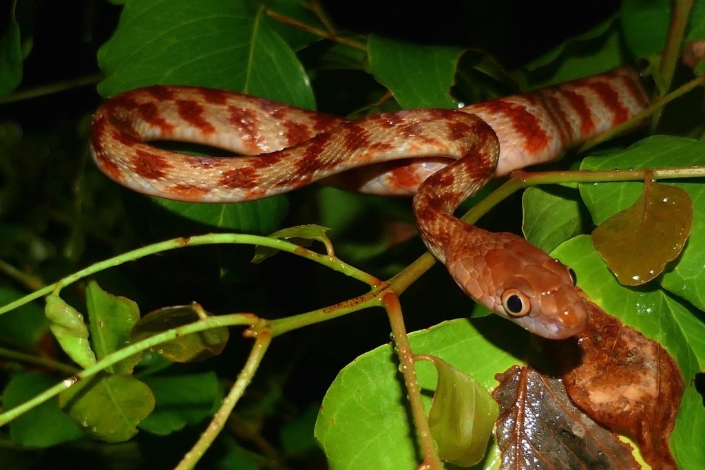 Brown Tree Snake from Stuart Hwy, Acacia Hills, NT, AU on January 30 ...