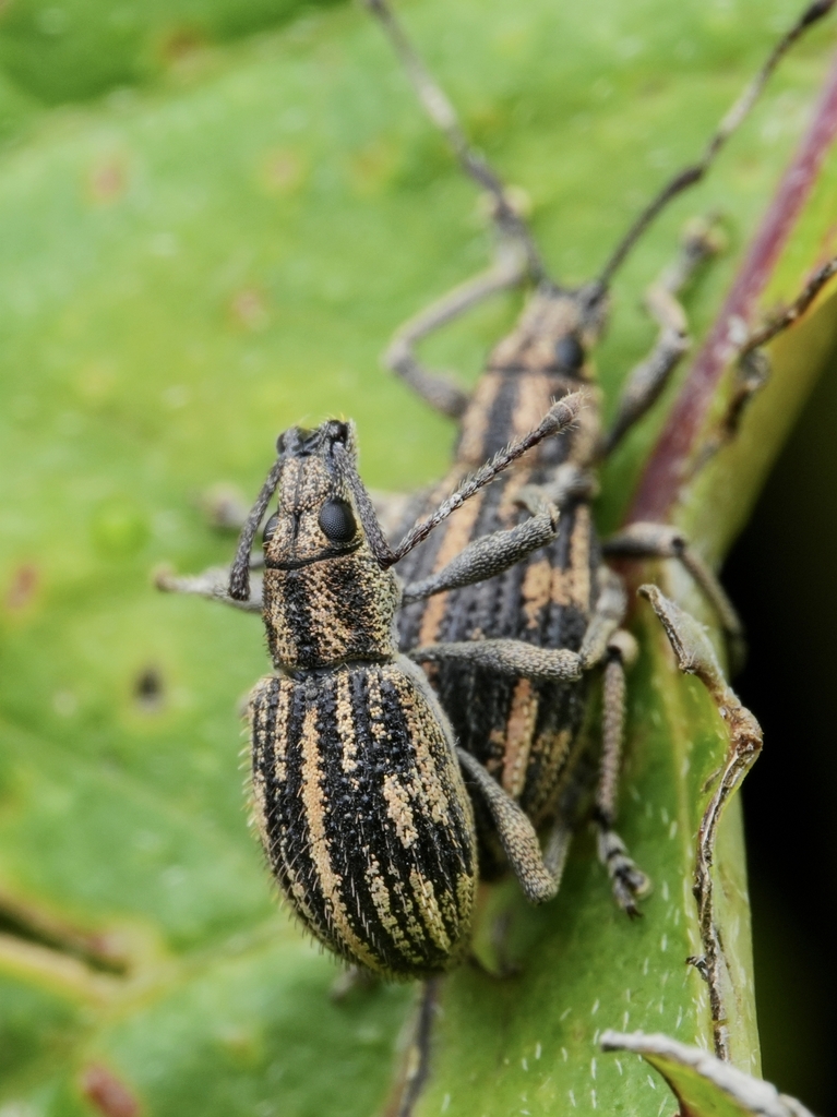 Myllocerinus ochrolineatus from 贵州省黔南布依族苗族自治州都匀市高寨 on June 13, 2023 at ...