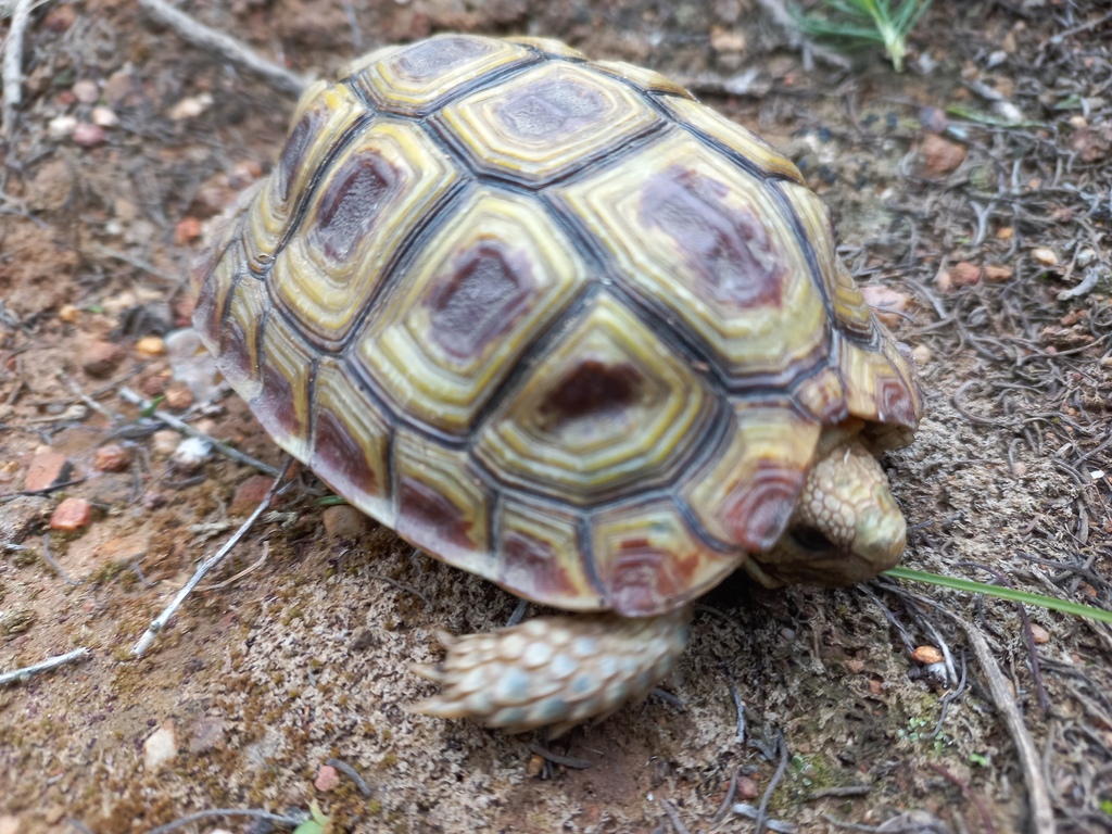 Parrot-beaked Tortoise from Cape Farms, Cape Town, South Africa on ...