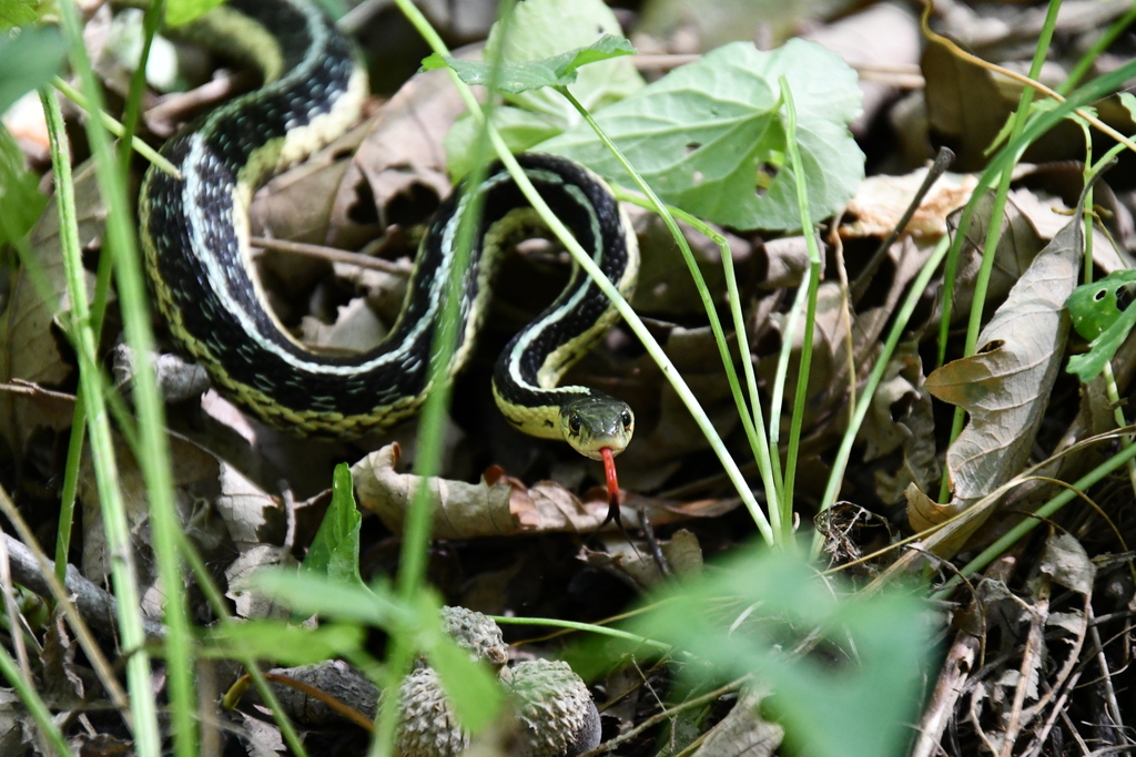 Common Garter Snake from Calumet County, WI, USA on September 15, 2023 ...