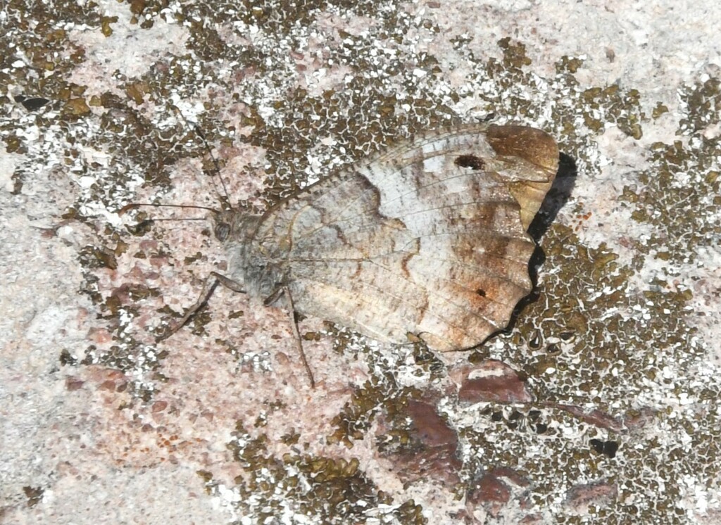 Tree Grayling from 83700 Saint-Raphaël, France on September 18, 2023 at ...