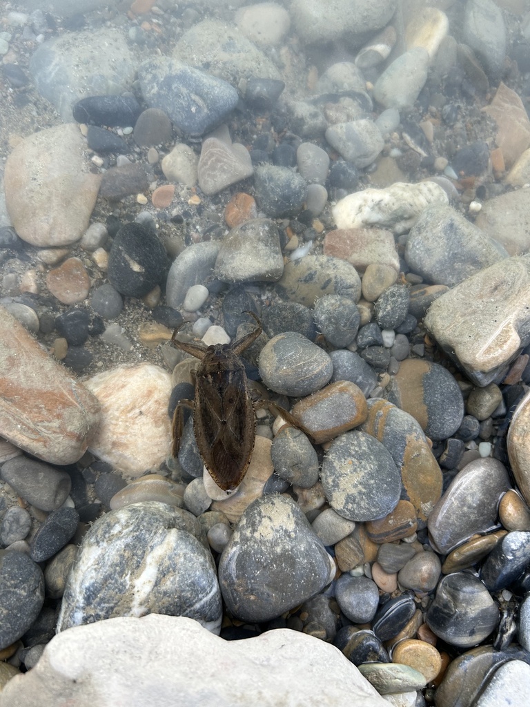 American Giant Water Bug from Columbia River, Columbia Shuswap, BC, CA ...