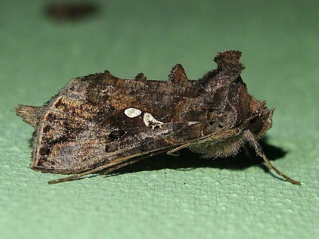 Common Looper Moth in September 2023 by privatenoaccess · iNaturalist