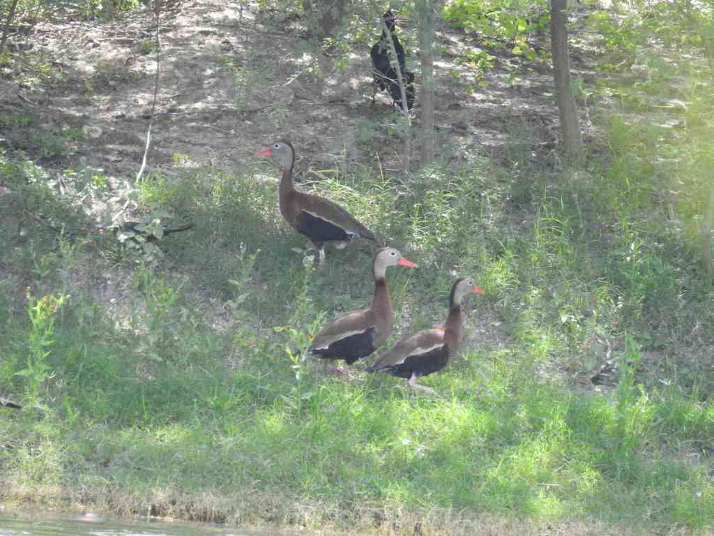 Black-bellied Whistling-Duck from Reynosa, Tamps., México on April 26 ...