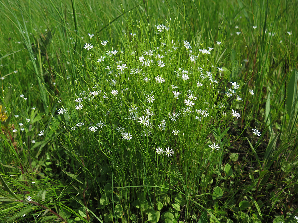 (Stellaria filicaulis) - Botanical Realm