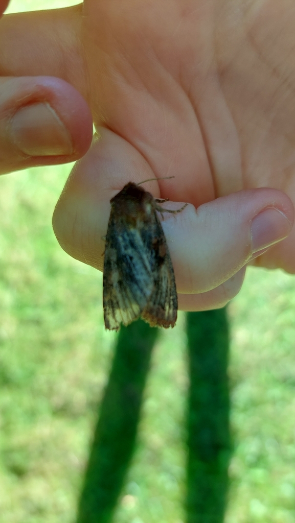 Bronzed Cutworm Moth from Erie, PA 16506, USA on September 15, 2023 at ...