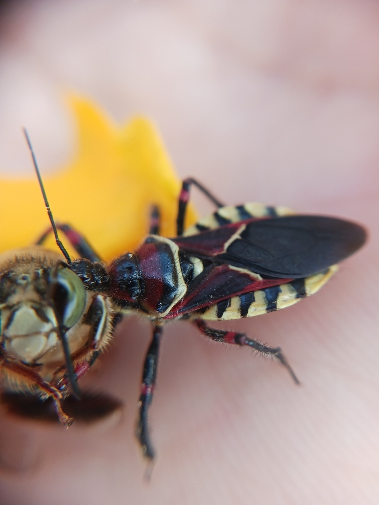 Bee Assassins in September 2023 by María de Jesús Medellín · iNaturalist