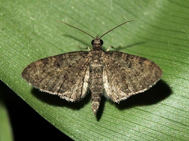 Common Eupithecia Moth in September 2023 by privatenoaccess · iNaturalist