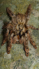 Tarantula guide of the World · iNaturalist