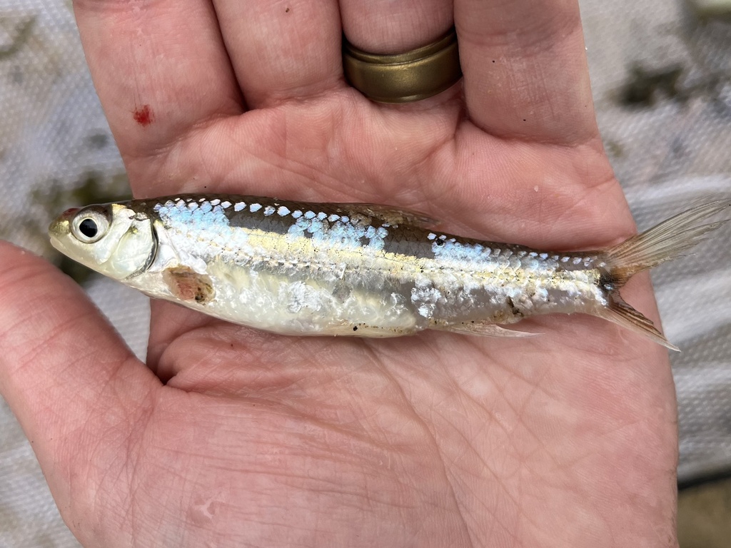Spottail Shiner from Hart-Miller Island, Essex, MD, US on September 18 ...