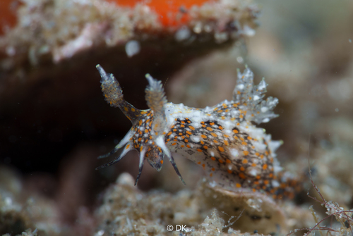 Odhner's Polycera (Polycera odhneri)