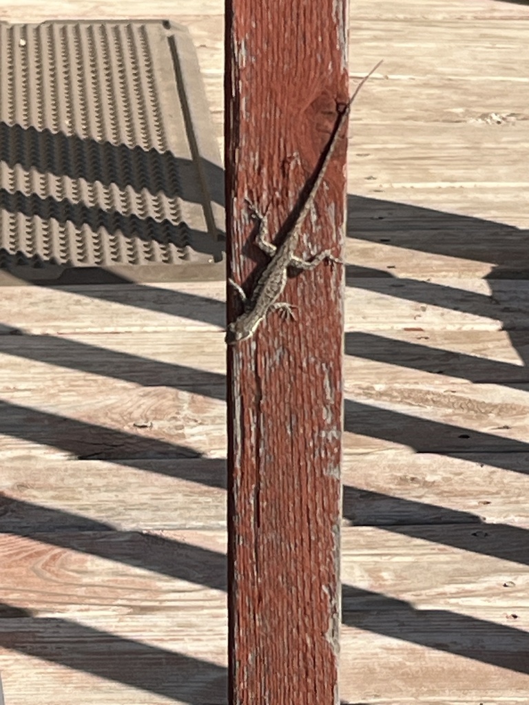 Ornate Tree Lizard from Del Rio, TX, US on September 18, 2023 at 09:54 ...