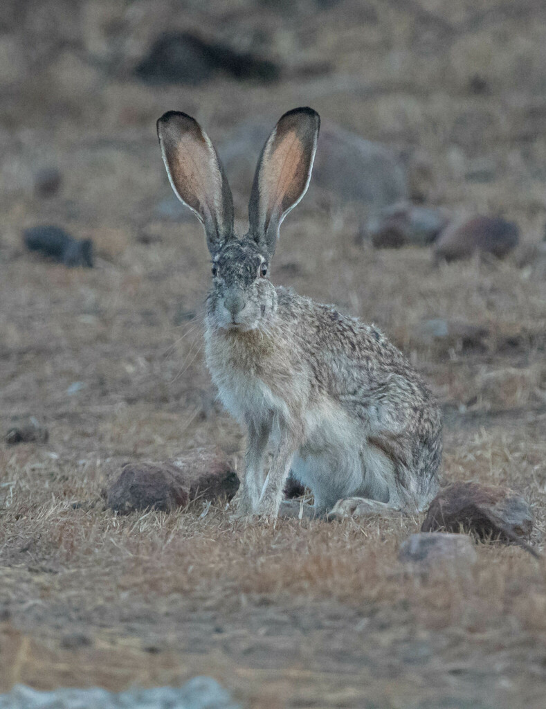 Black-tailed Jackrabbit from León, Gto., México on May 17, 2023 at 09: ...