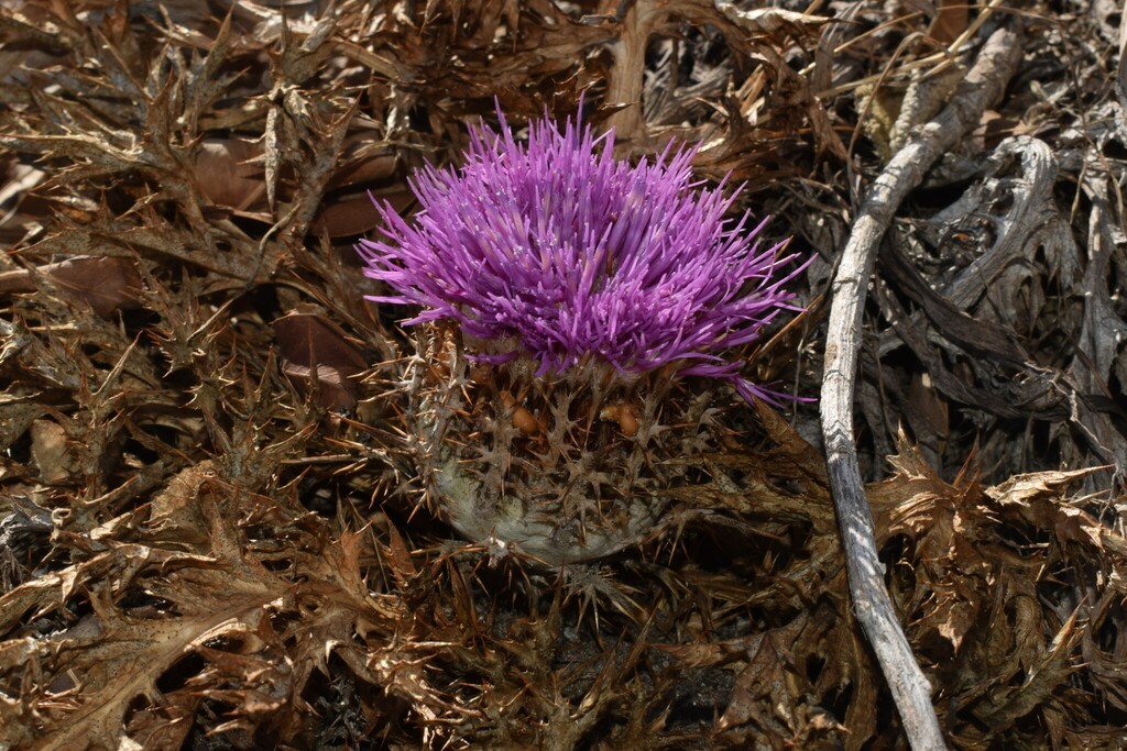 Pine Thistle from Ermoupoli, Greece on September 12, 2023 at 10:04 AM ...