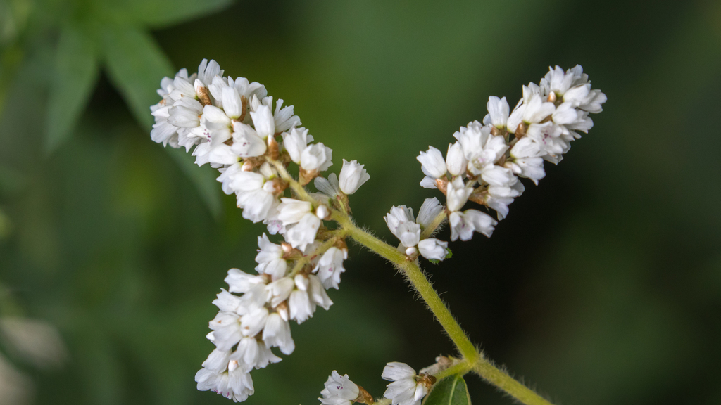 Lesser Knotweed from Yuxi, CN-YN, CN on September 15, 2023 at 09:57 AM ...