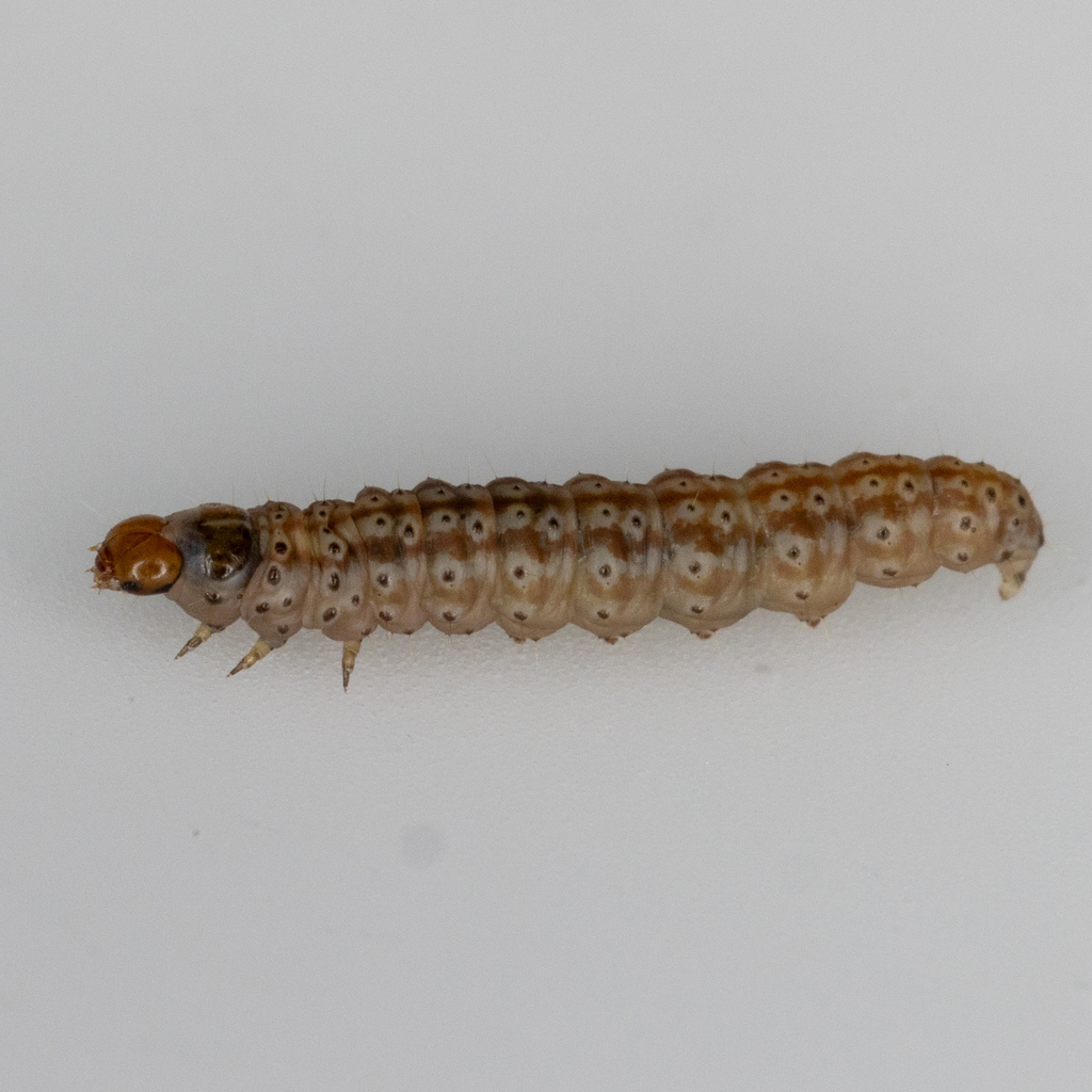 Pyralid and Crambid Snout Moths from Timberline Lodge, Clackamas County ...