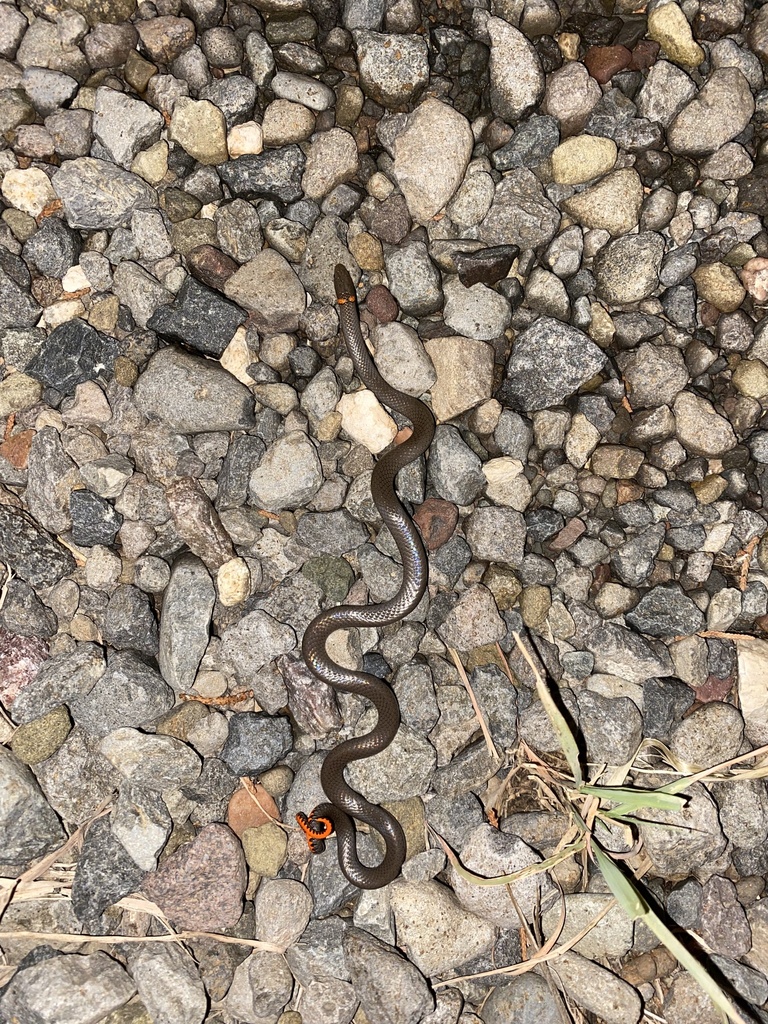 Prairie Ringneck Snake from Kiowa National Grassland, Mills, NM, US on ...