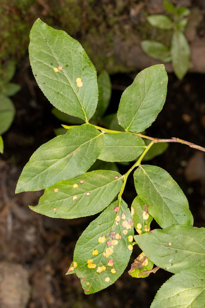 Exobasidium from Narada Falls, Mt. Rainier NP, WA, USA on August 3 ...