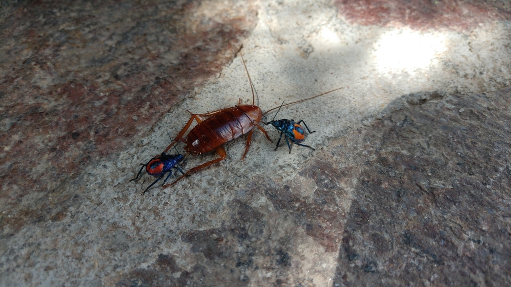 Florida Predatory Stink Bug from 16 de Septiembre, Tierra Blanca, Gto ...