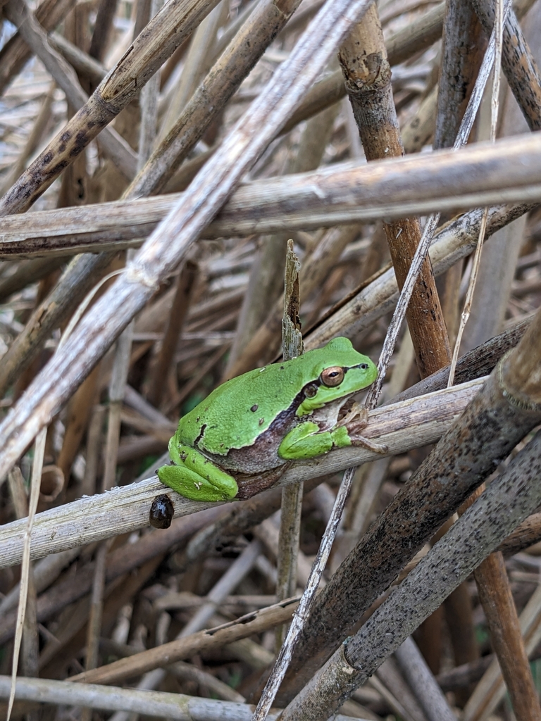 European Tree Frog from 57670 Albestroff, France on April 22, 2023 at ...