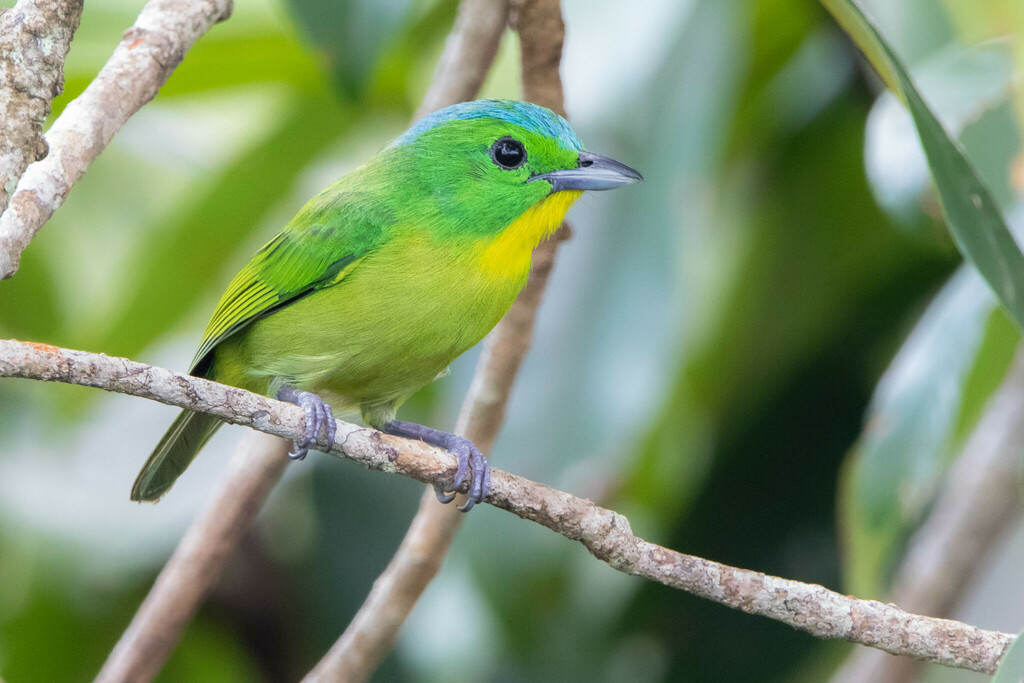Green Shrike-Vireo from Ocosingo, Chis., México on April 17, 2023 at 01 ...