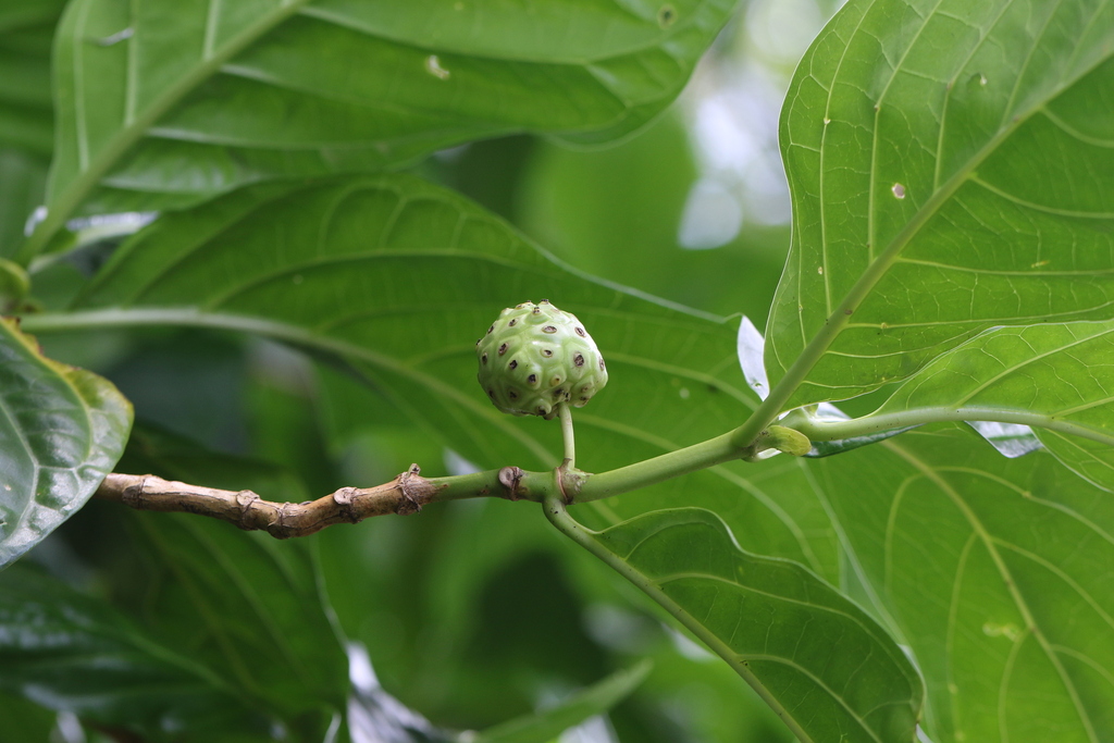 Noni from Limón, Puerto Viejo de Talamanca, Costa Rica on May 7, 2023 ...
