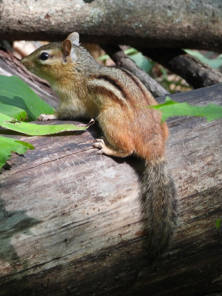 Eastern Chipmunk from Grand Traverse County, MI, USA on September 3 ...