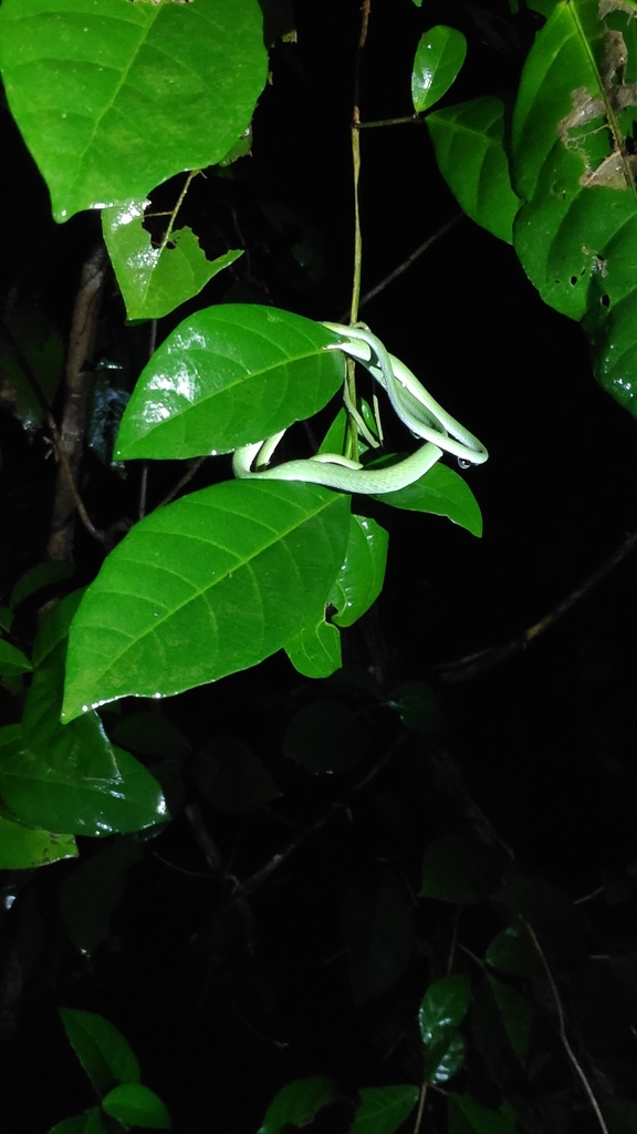 Philippine Vine Snake from 43F2+H7P Biak na bato, San Miguel, Bulacan ...