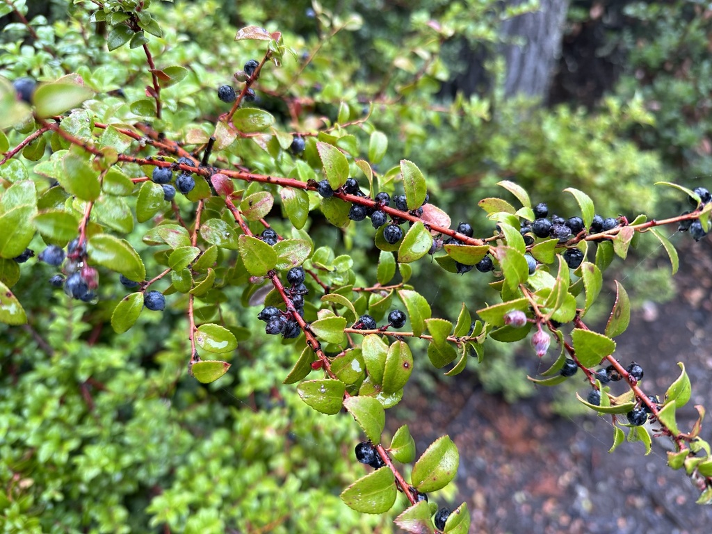 Evergreen Huckleberry from Santa Clara County, CA, USA on September 16 ...