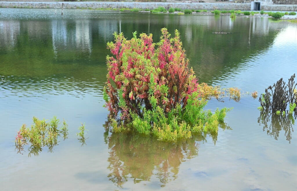 grass-leaved saltwort from 中国浙江省舟山市普陀区 on August 27, 2023 at 08:17 AM ...