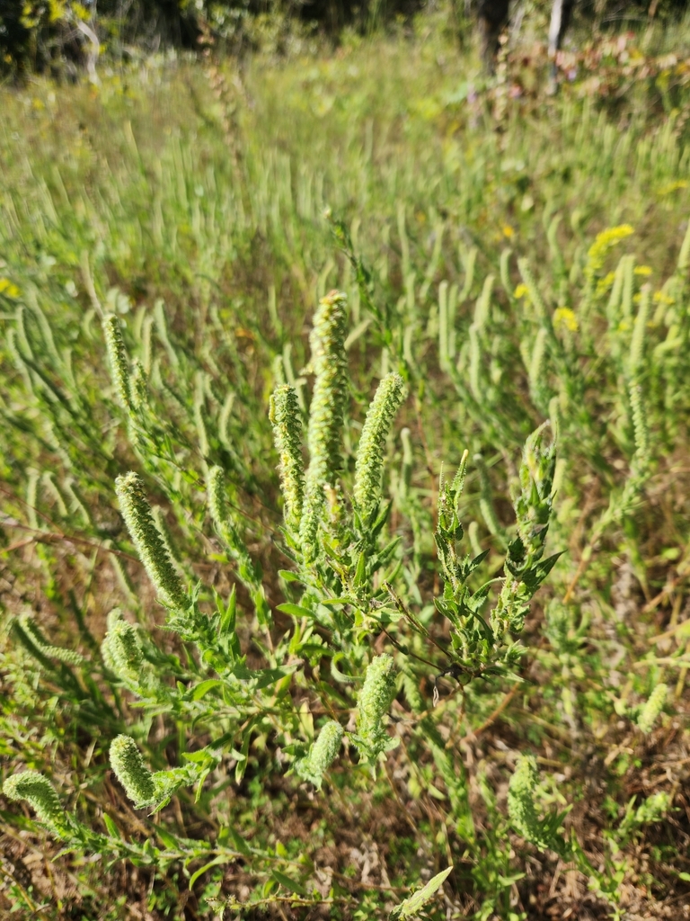 lanceleaf ragweed from Arthur City, TX 75411, USA on September 18, 2023 ...