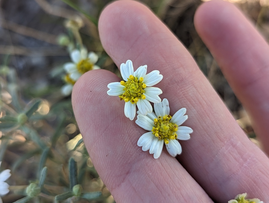 blackfoot daisy from Culberson County, TX, USA on September 18, 2023 at ...