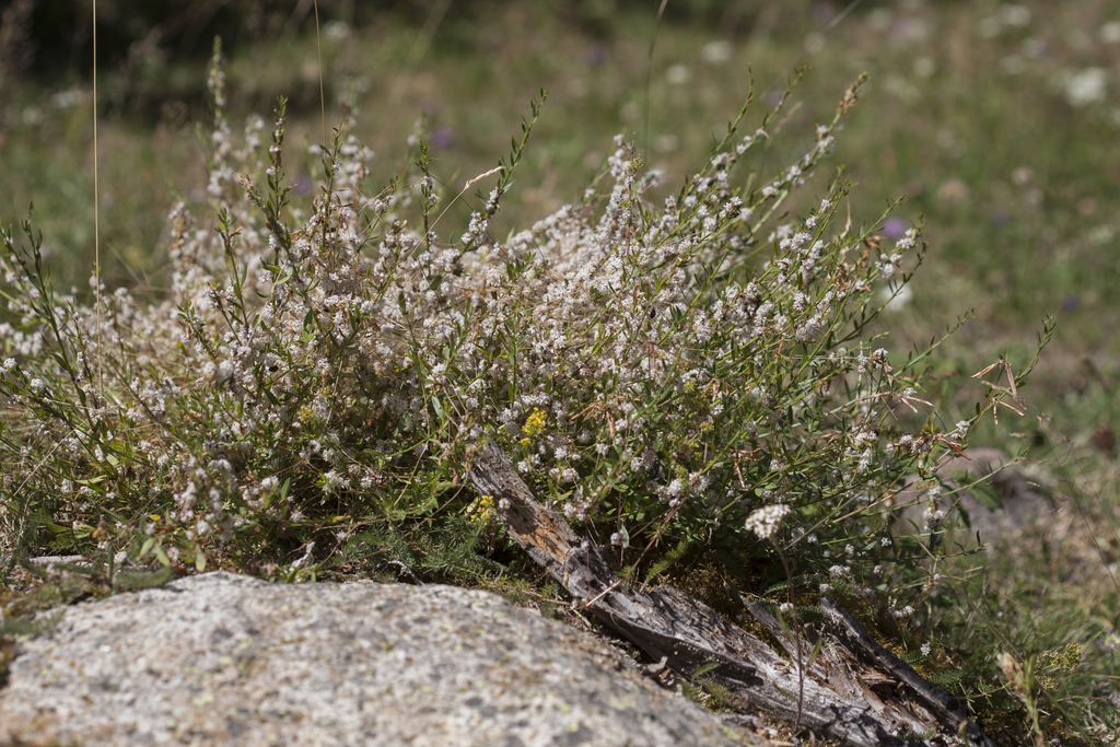 Clover Dodder from Lleida, Spain on August 15, 2023 at 12:04 PM by Tim ...