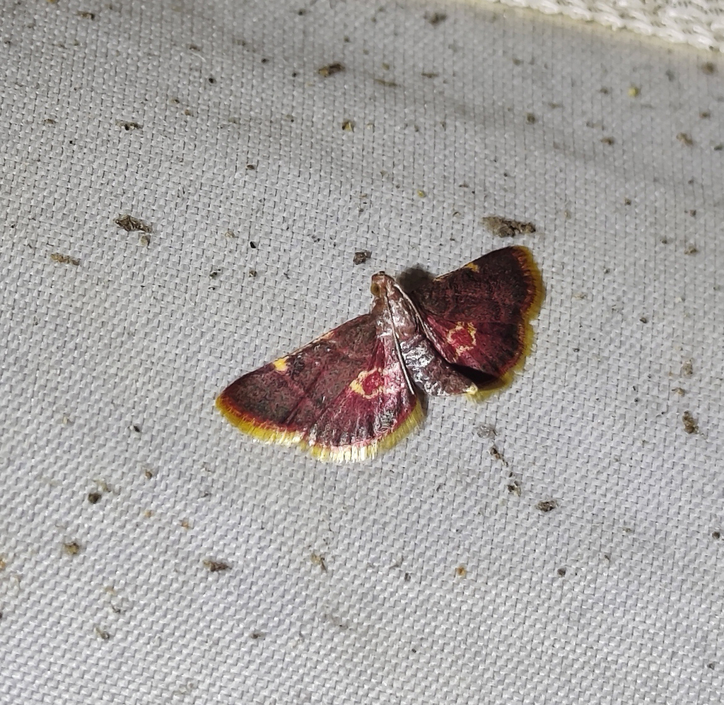 Clover Hayworm Moth from Beijing, Beijing, CN on September 17, 2023 at ...