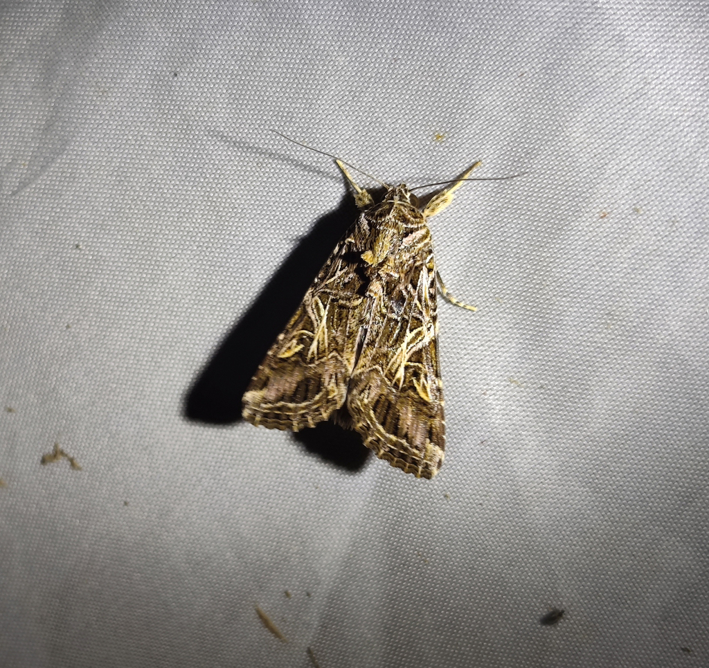 Oriental leafworm moth from Beijing, Beijing, CN on September 17, 2023 ...