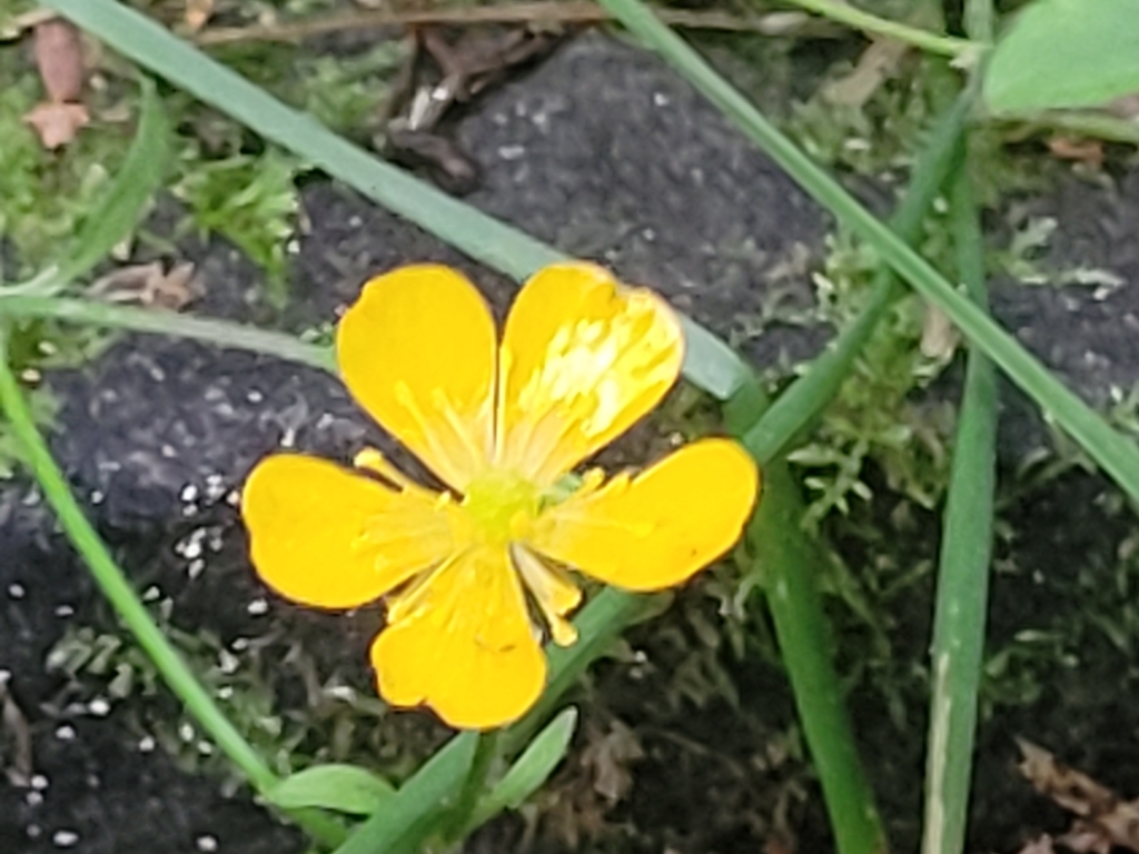 Creeping buttercup from Klamath, CA 95548, USA on September 18, 2023 at ...